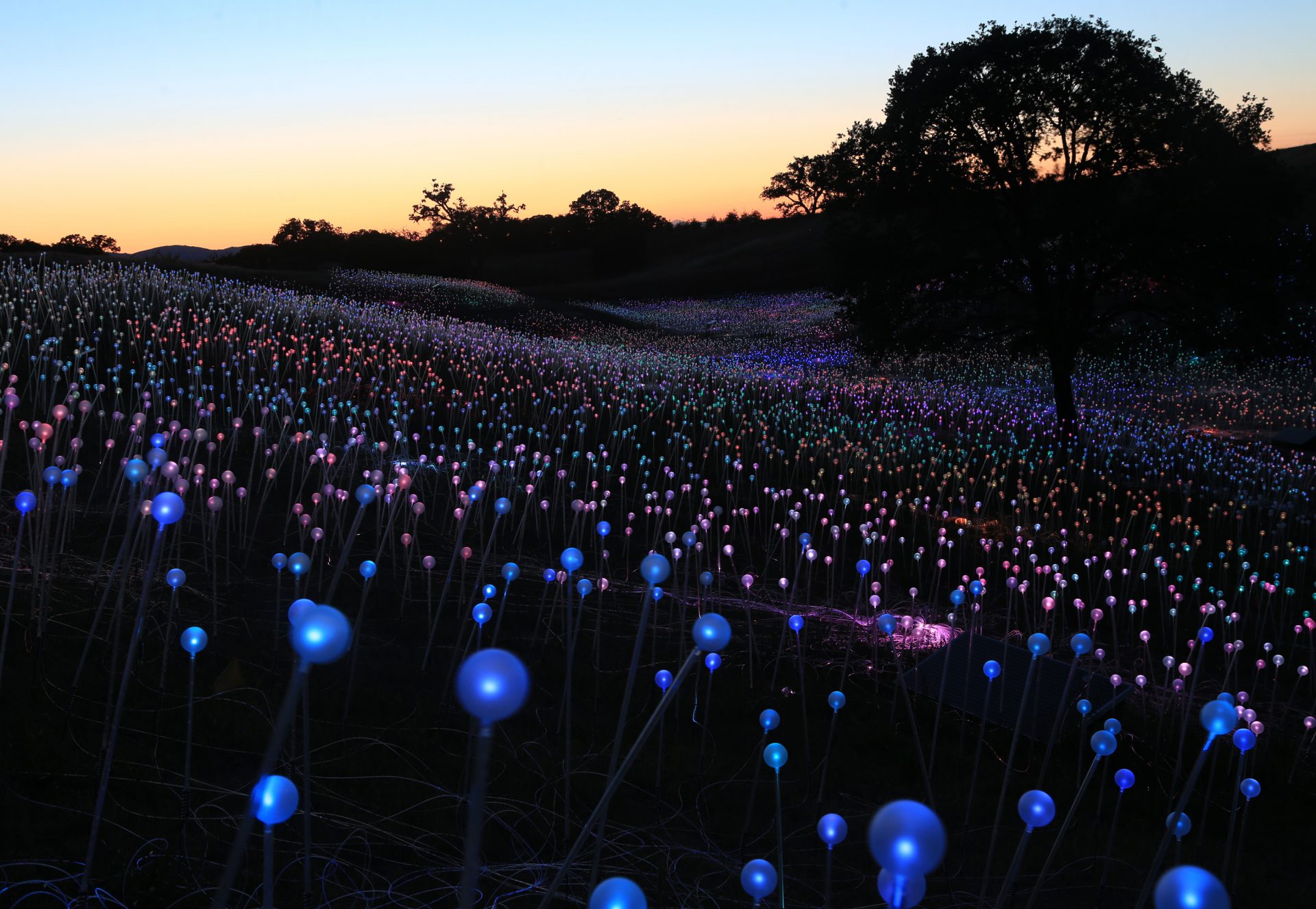 Field of Light creates a night time blossoming : DesignWanted