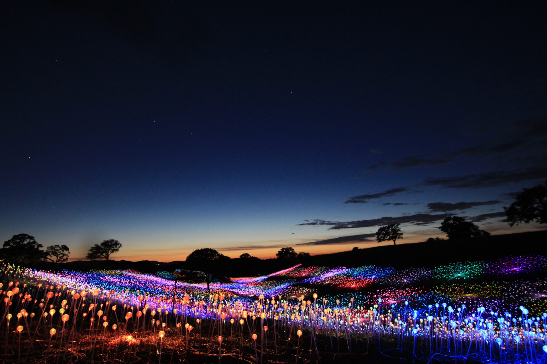 Field of Light creates a night time blossoming : DesignWanted