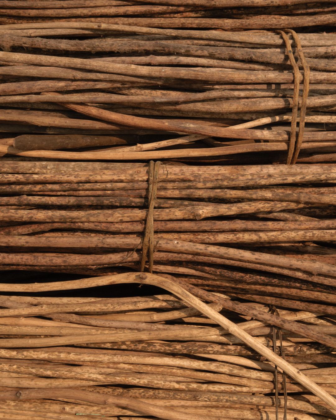 Aranyani Pavilion in New Delhi: Designing ecological repair : DesignWanted